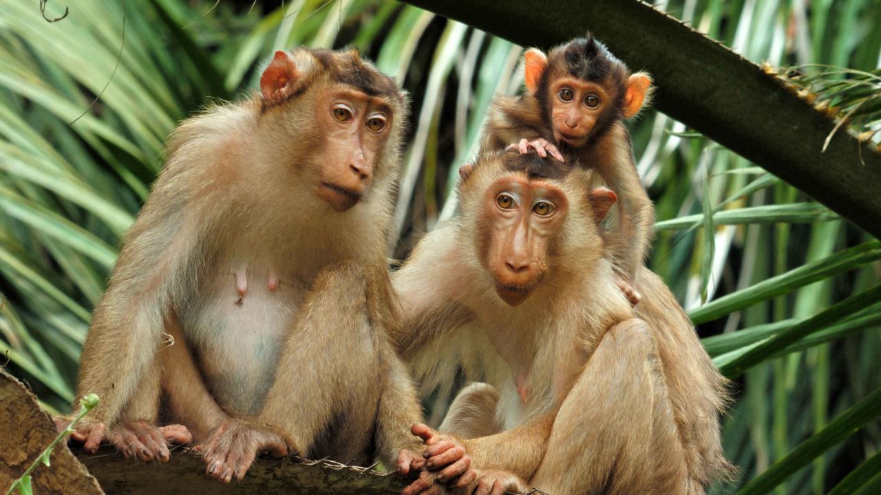 Sony BBC Earth to premiere ‘Mammals’ narrated by Sir David Attenborough ...